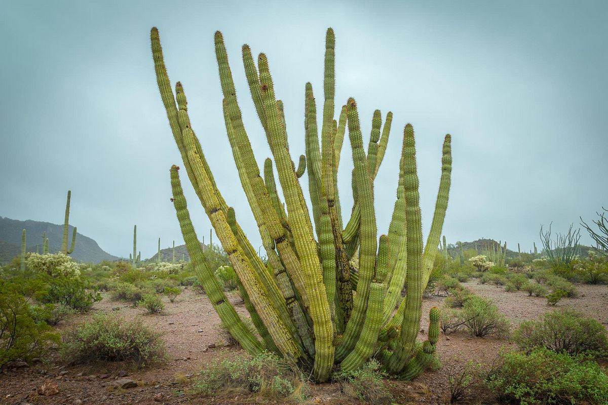Organ Pipe Cactus National Monument | Adventurous Way
